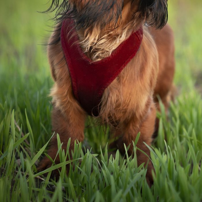 Cachorra da raça salsicha foi roubada na Inglaterra - Purebreak