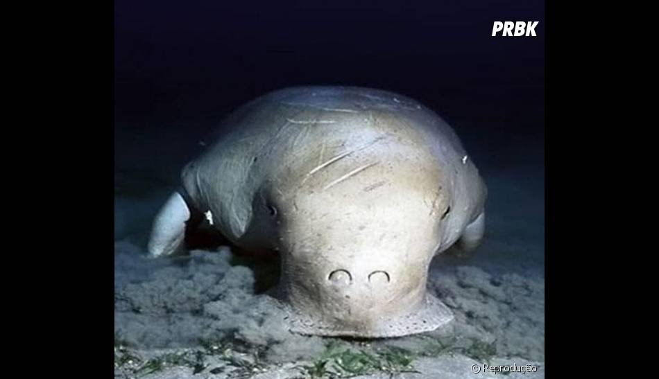 Parece um peixe-boi, mas é um Dugongo! - Purebreak