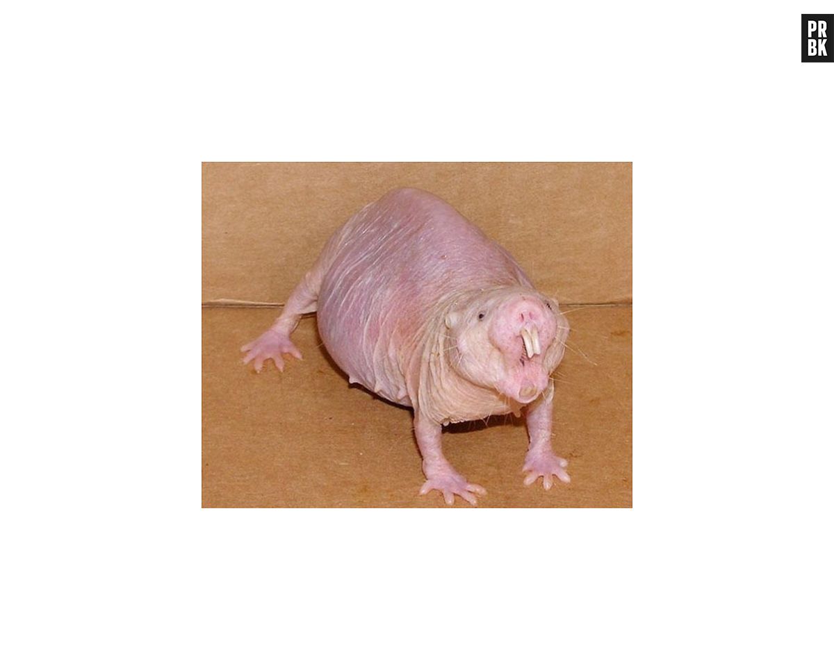Foto: Se você acha ratos feios é porque não conhece o rato-toupeira ...