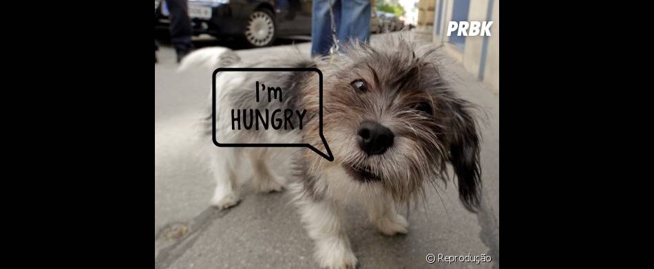 No More Woof foi feito por escandinavos da Sociedade Nórdica para ...