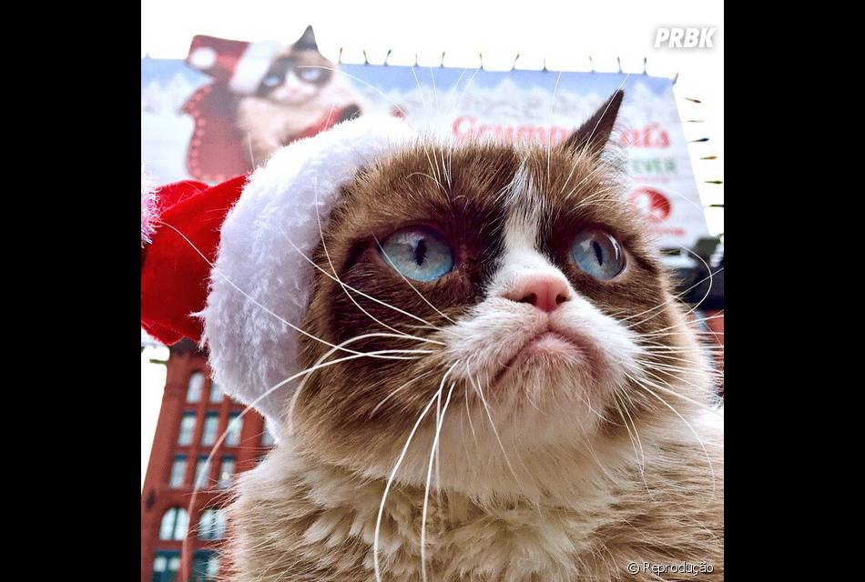 Tard (@realgrumpycat) é o gato que mais tem meme por conta desse ...