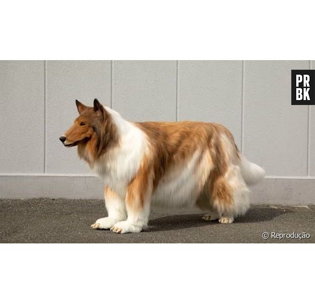Japon s Que Gastou 70 Mil Reais Para virar Cachorro Faz Seu Primeiro Japon s Que Gastou 70 Mil Reais Para virar Cachorro Faz Seu Primeiro