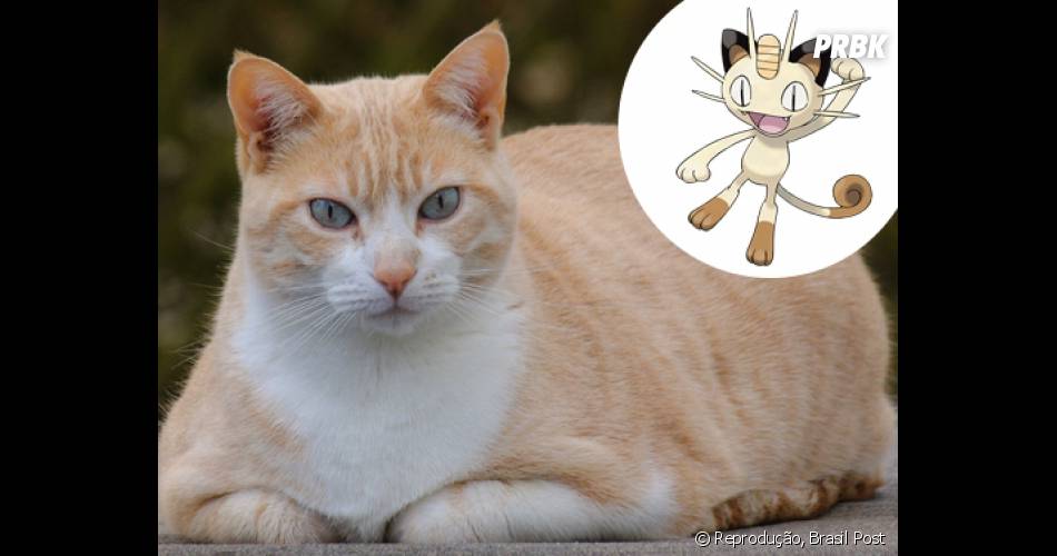 O Meowtg é um Gato, claro! - Purebreak