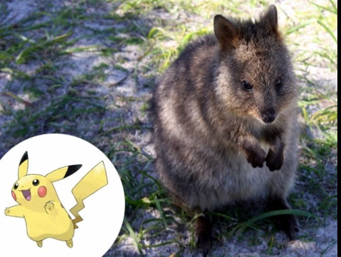 De "Pokémon": conheça as 36 inspirações reais dos monstrinhos de bolso ...