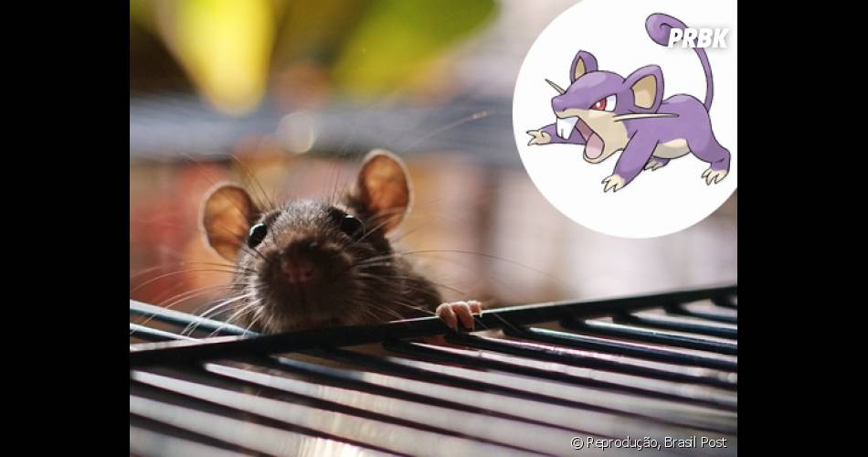 Rattata e Camundongos, irritam no desenho e na vida real. Os criadores ...