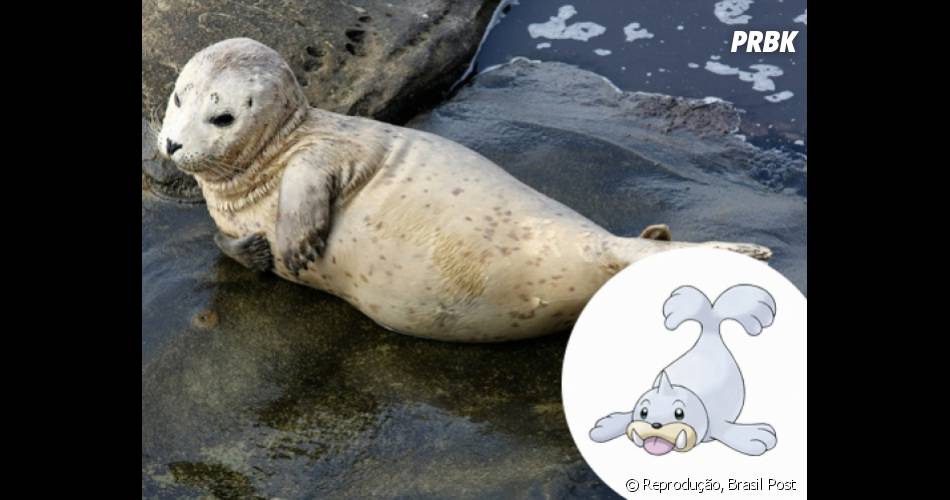 Seel só poderia ter sido inspirado nas fofas Focas - Purebreak