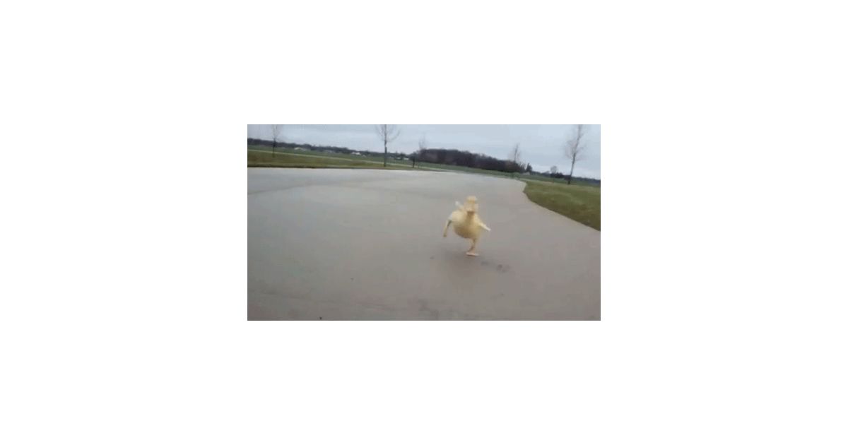 Pato correndo de forma engraçada - Purebreak