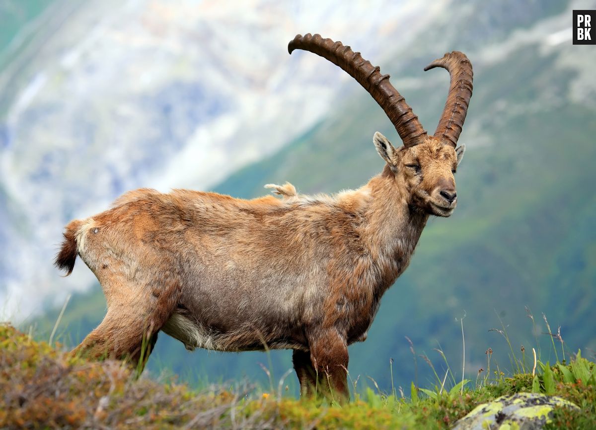 Foto: O signo de Capricórnio é representando pela cabra - Purebreak