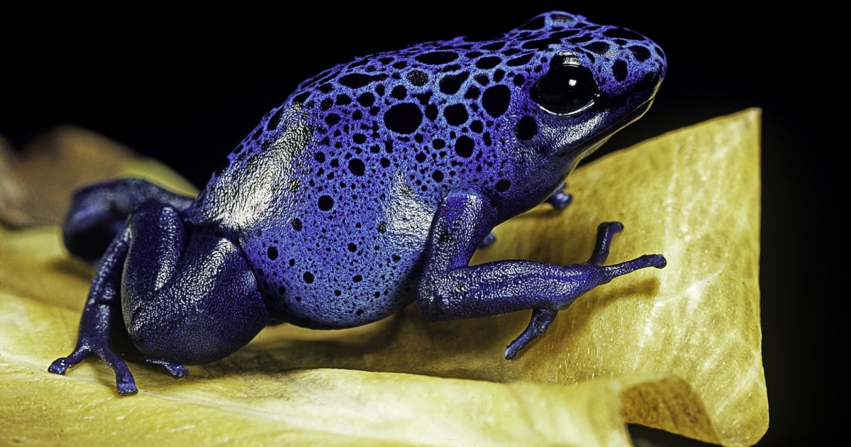 Sapo azul, vespa e mais: 10 animais pequenos e fatais para o ser humano ...