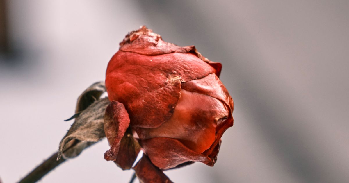 8 fatos que você precisa saber sobre o luto - Purebreak